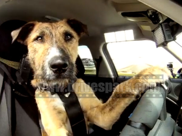 Dogs Trained To Drive | Mini Countryman| New Zealand | Pass Driving ...