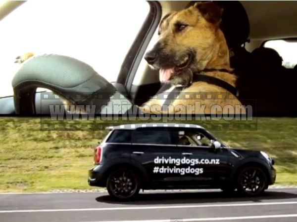 Dogs Trained To Drive | Mini Countryman| New Zealand | Pass Driving ...