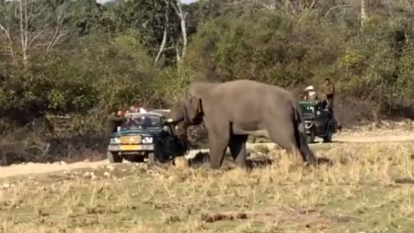 Elephant Attack At Jim Corbett National Park: Maruti Gypsy Proves Its ...
