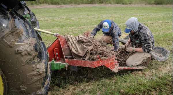 Honda Plants 85,000 Trees In Ohio To Boost Biodiversity And Capture ...