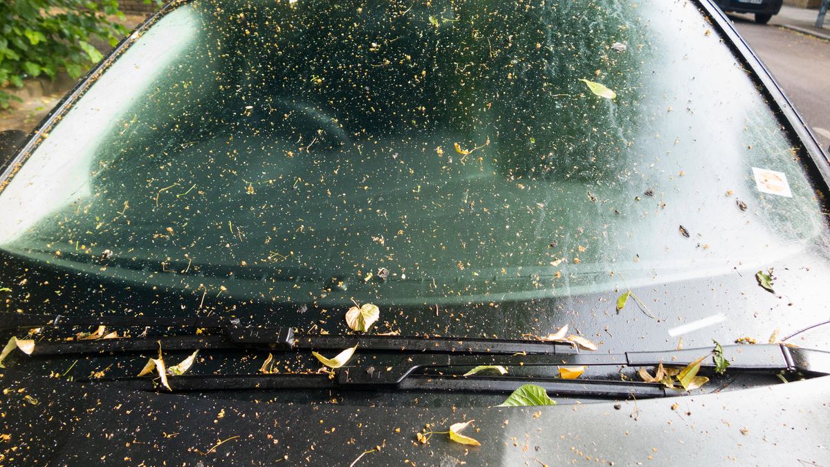 Protect Your Car From Tree Sap Damage: Autoglym's Expert Advice ...
