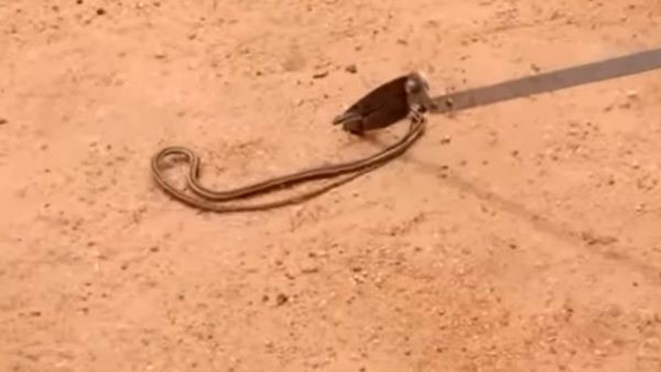 Snake in New Bike- புதுசா பைக் வாங்குன யாருக்கும் இப்படி ஒரு நிலைமை ...